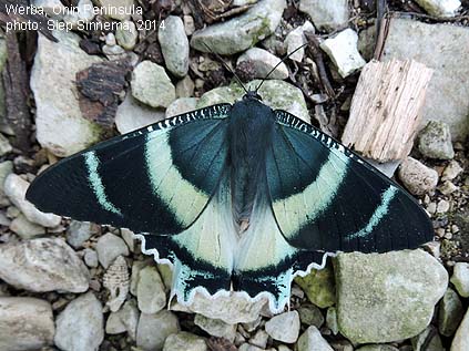 Papua Insects Foundation (Lepidoptera/Uraniidae/Uraniinae/Alcides aruus)